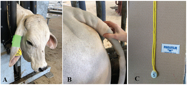 Comparison of Tympanic and Tail Temperatures in Angus and Brahman Steers