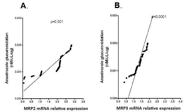 Effect of MRP2 and MRP3 Polymorphisms on Anastrozole Glucuronidation ...