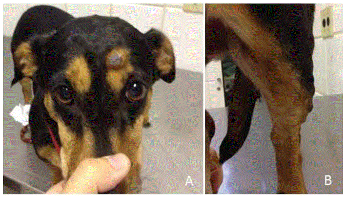 Nodular Dermatofibrosis Associated to a Bilateral Renal Cystadenoma in ...