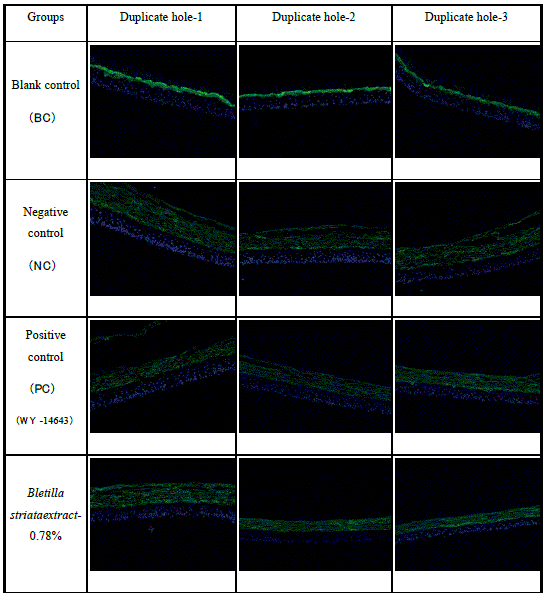 Based on In Vitro and 3D Epidermal Skin Model: The Efficacy of Bletilla ...