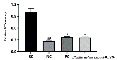 Based on In Vitro and 3D Epidermal Skin Model: The Efficacy of Bletilla ...