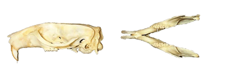 Procedure and Care in the Exodontia of Molars in Albino Rats for ...
