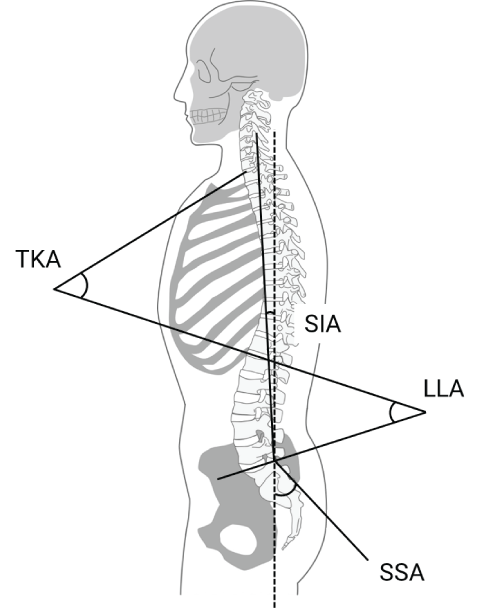 Effect of Clenching on Spinal Alignment in Normal Adults