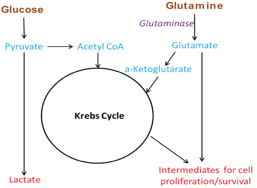 Kidney-Type Glutaminase Inhibitors for Treating Cancer. An Overview