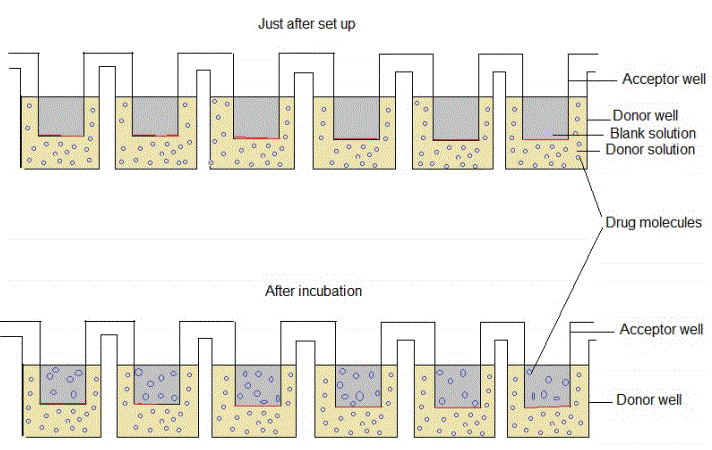 Fundamental Methods in Drug Permeability, pKa, LogP and LogDx Determination