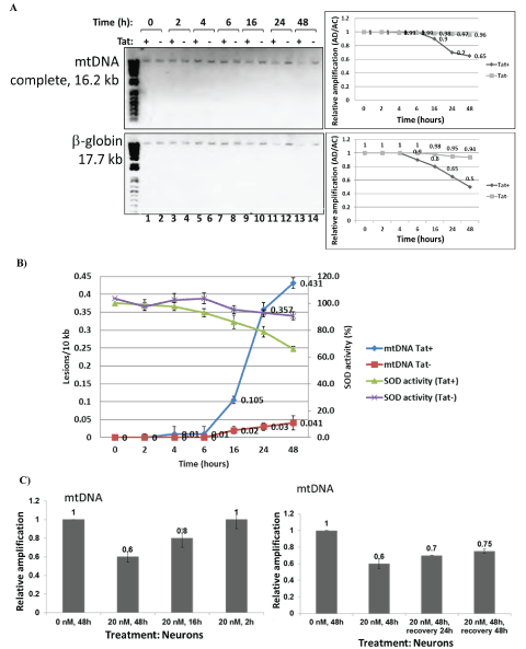 HIV-1 and HIV-1-Tat Induce Mitochondrial DNA Damage in Human Neurons