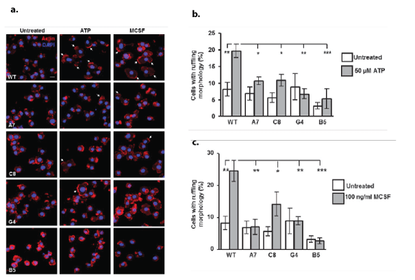 Loss of Function of TREM2 Results in Cytoskeletal Malfunction in Microglia