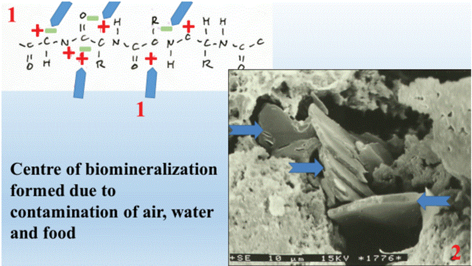 Centers of Biomineralization