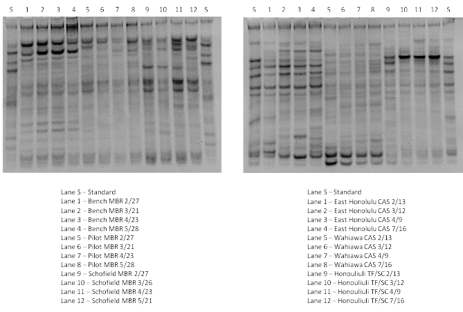 Analysis and Comparison of the Bacterial Community in Membrane ...